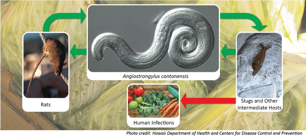 Neuroangiostrongyliasis (Rat Lungworm) | Disease Outbreak Control Division