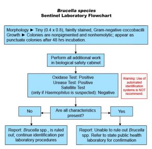 Public Health & Environmental Laboratories | Brucella species